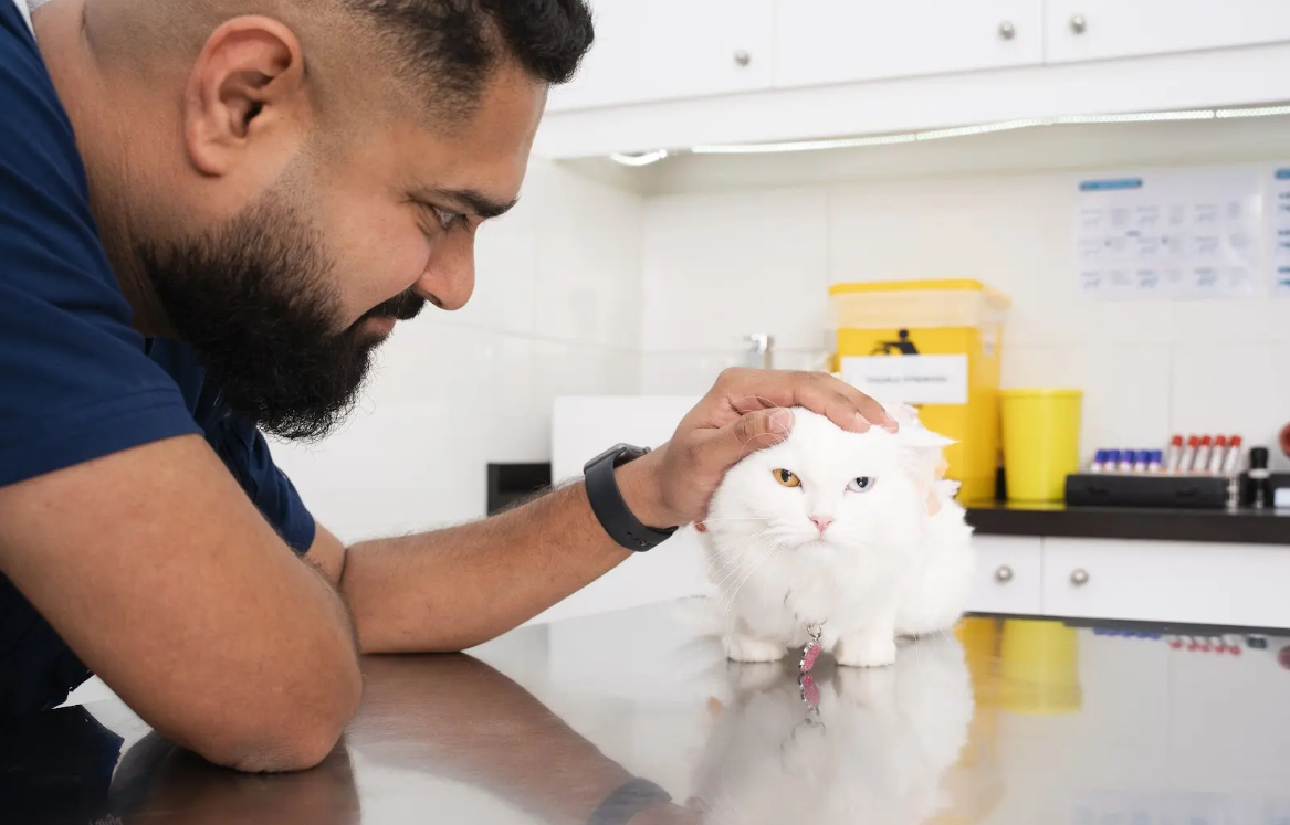 The Ultimate Guide to Cat Anxiety - TFOT